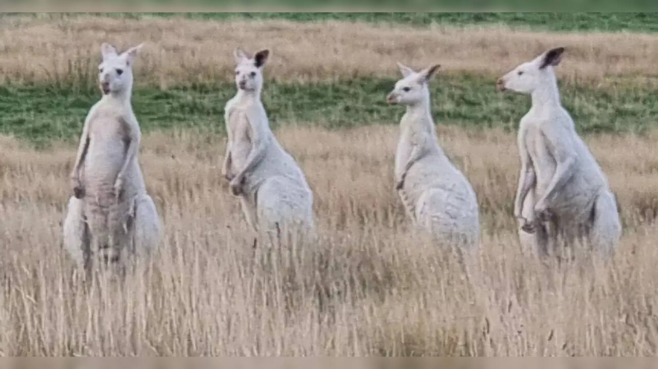 Incredibly rare mob of white kangaroos seen hopping through field in ...