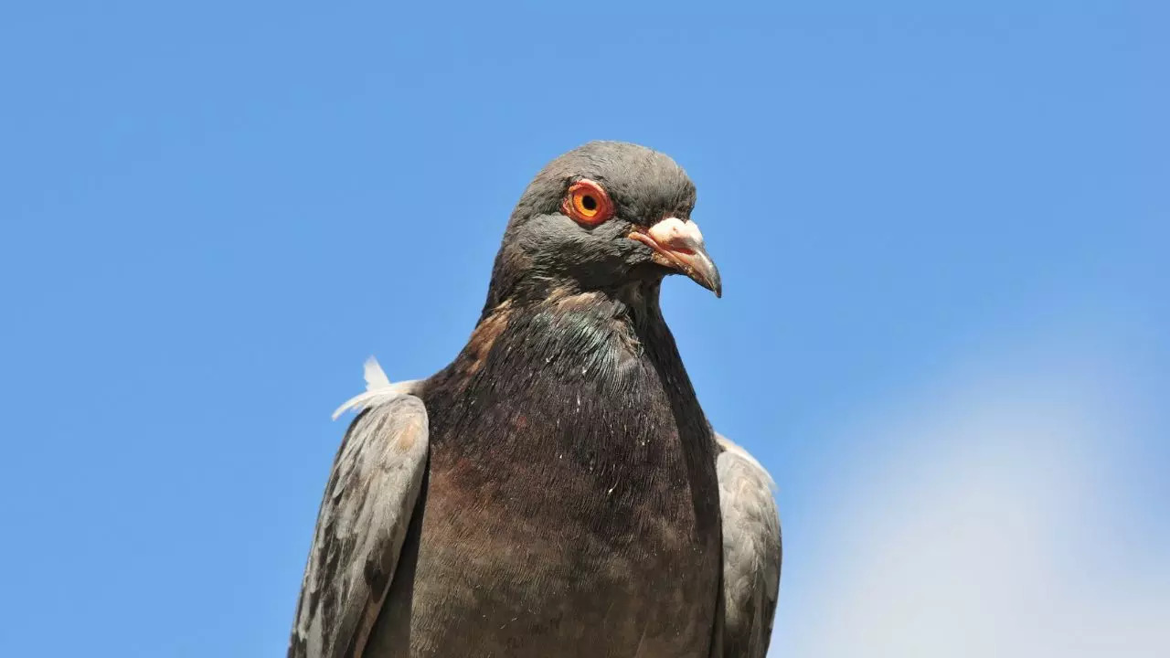 Odisha fishermen catch 'spy' pigeon fitted with camera, chip on its leg ...