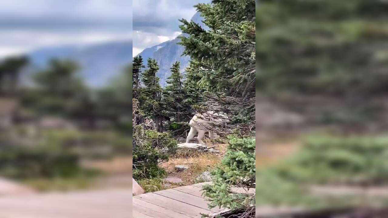 This is not a fictional creature from a fantasy tale - it's a real ...