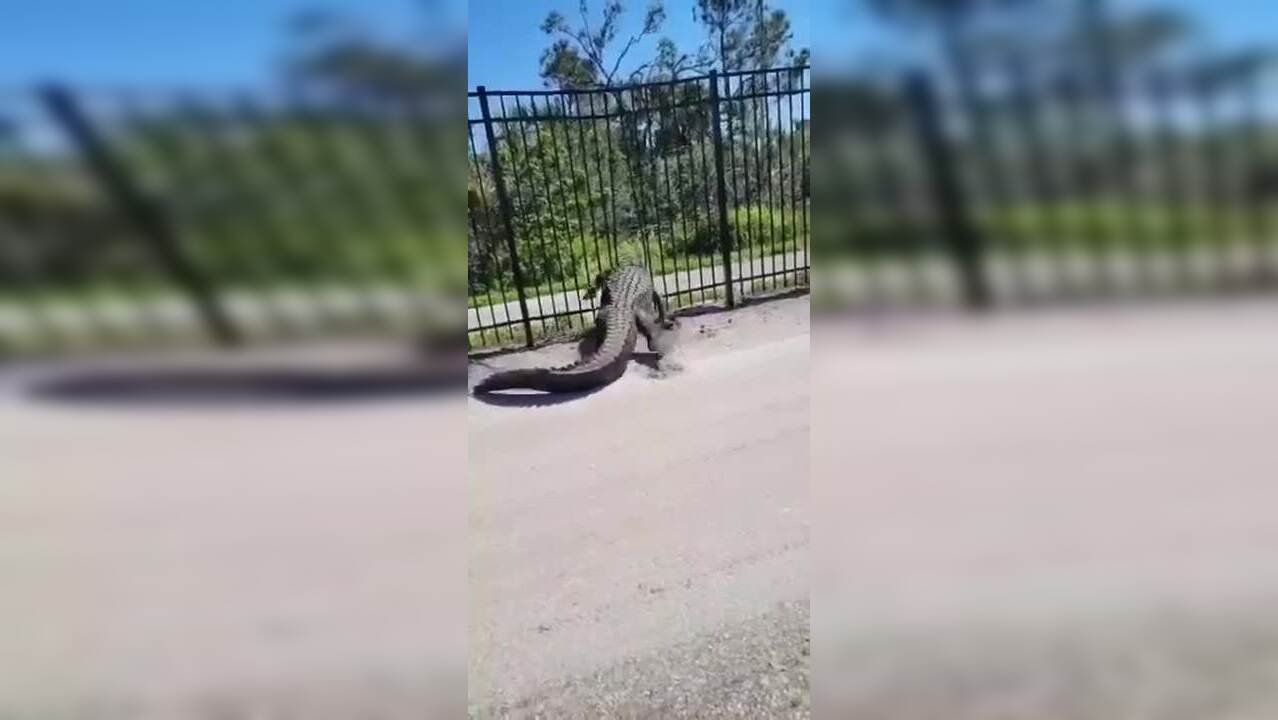 Viral video: Alligator tears through metal fence with ease | Viral ...