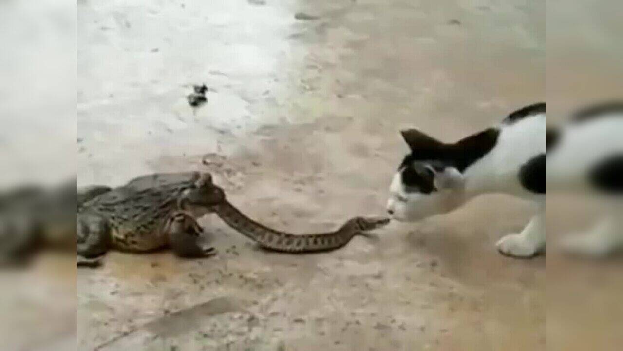 Viral video shows cat pick fight with snake being eaten by frog as kid ...