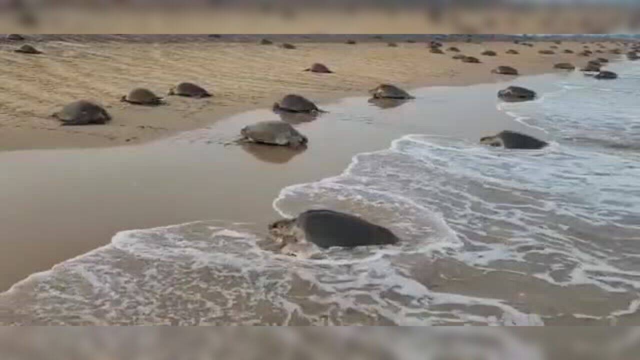 Stunning sight: Lakhs of Olive Ridley turtles arrive in Odisha coast ...
