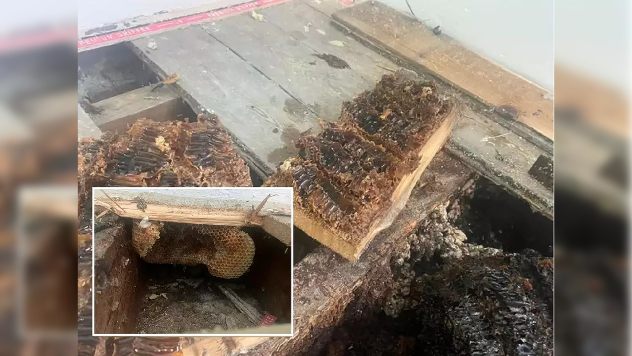 Home becomes giant beehive | Couple overwhelmed by natural sweetness ...