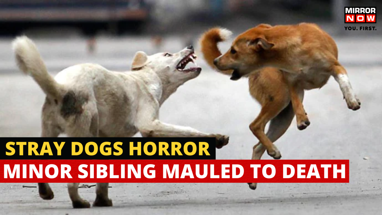 Stray Dogs Horror | Minor Sibling Mauled To Death | Times Now