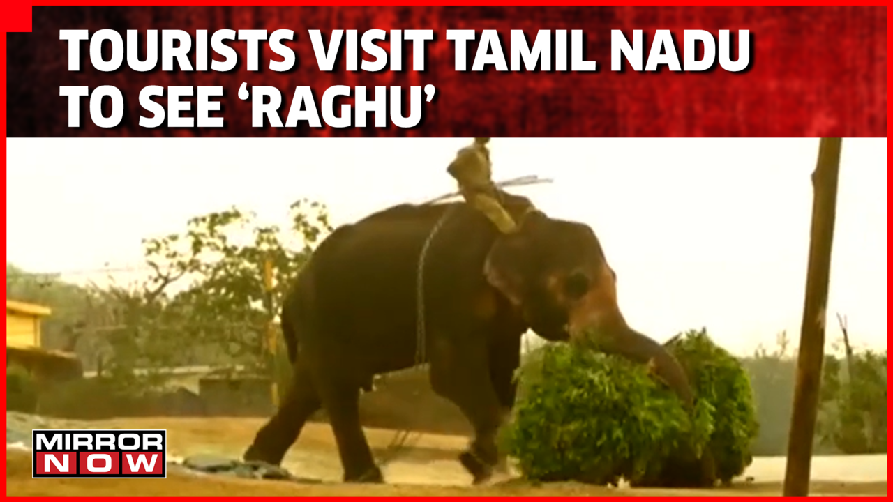 Tourists Flock To See ‘Raghu’ After 'The Elephant Whisperer ...