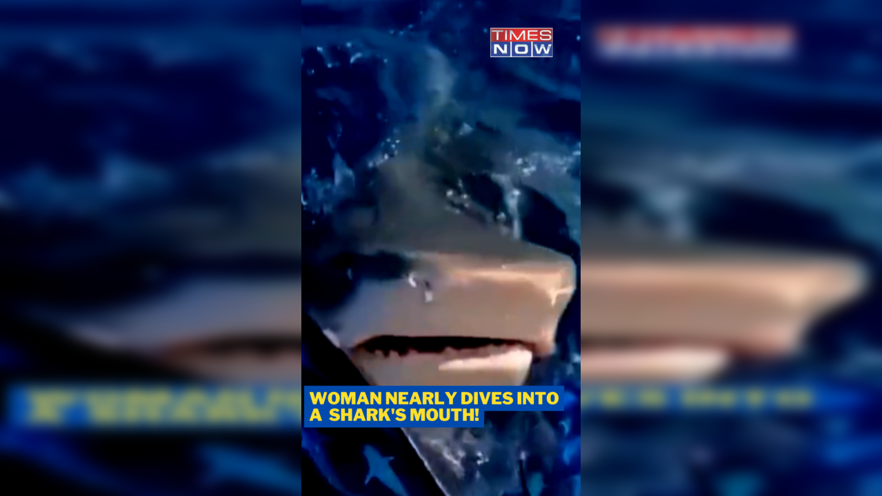 Horrifying Video! Marine Conservationist Ocean Ramsey Escapes Diving ...