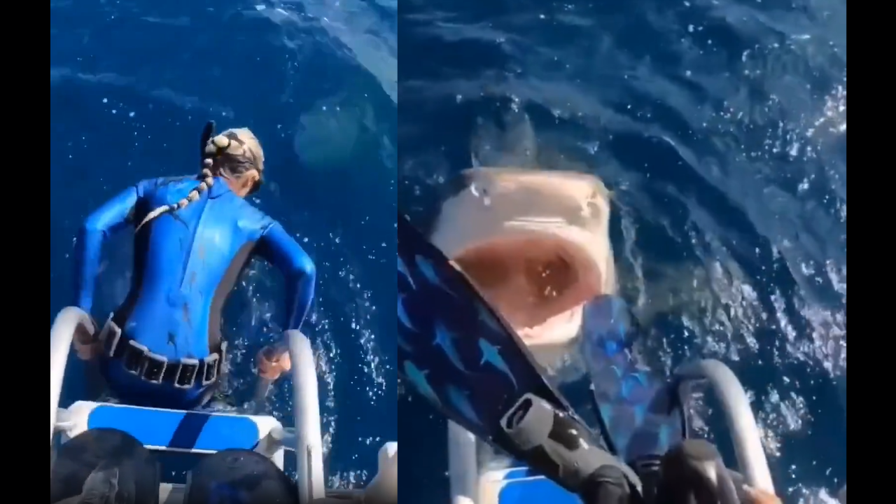 Woman nearly dives into tiger shark's mouth, horrifying moment captured on camera - Viral Video ...