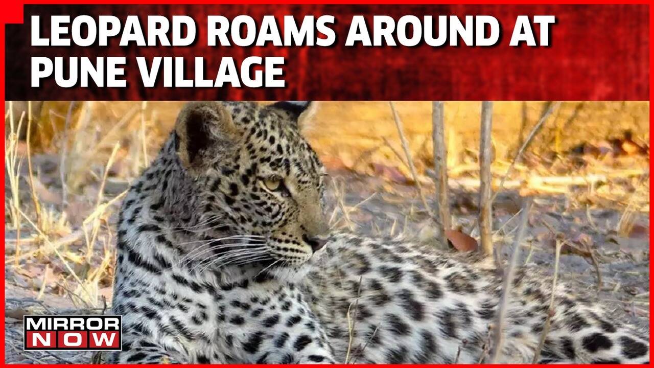 Leopard Roams Around At Pune Village, Locals Crowd Area Despite Warning ...