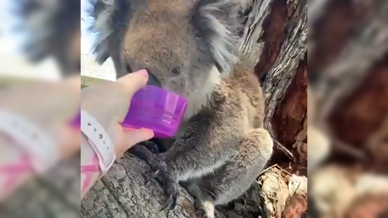 Passerby offers parched koala water during record heatwave in Australia ...