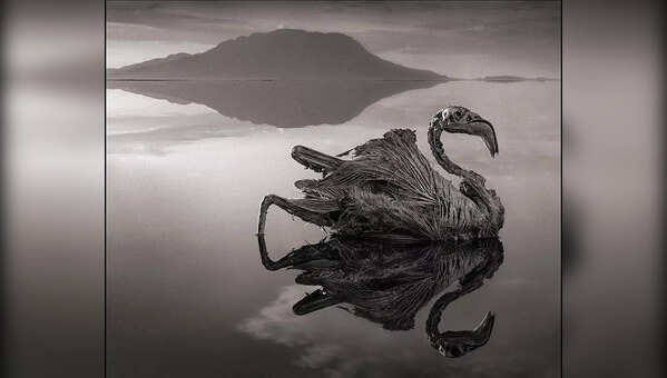 Know about the lake that turns animals into 'rock mummies'? People are ...