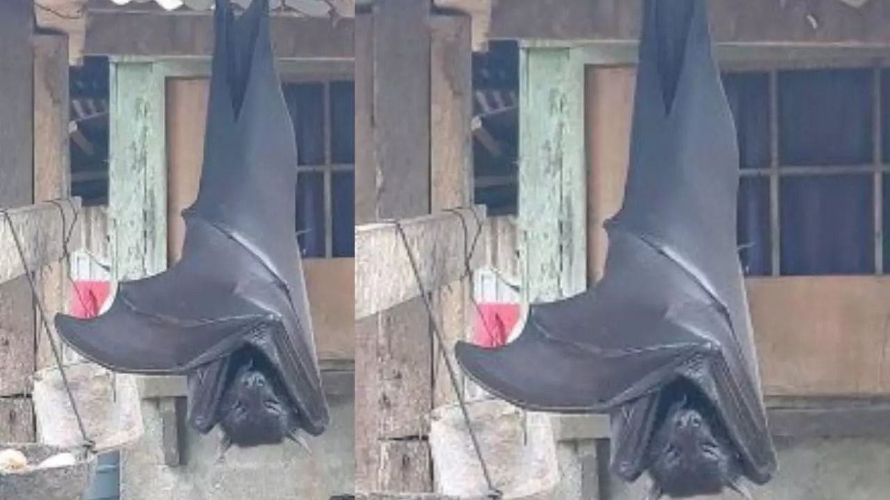 Throwback photo of the 'human-sized' bat goes viral. Is it REAL? Here's the truth | Viral News ...