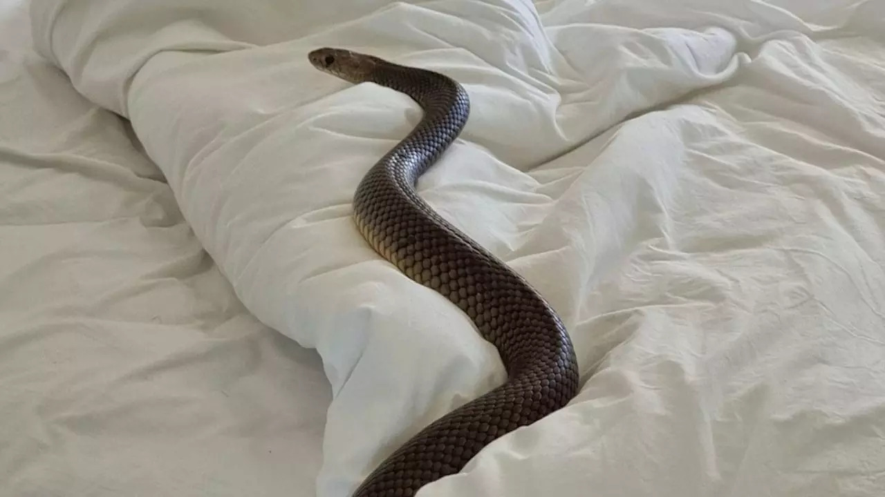 Woman finds Australia's deadliest snake, 6-foot-long venomous beast, in ...