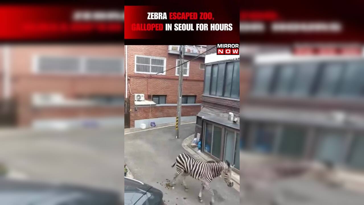 Watch: Zebra escapes from Seoul’s Zoo, recaptured after Hours of Freedom