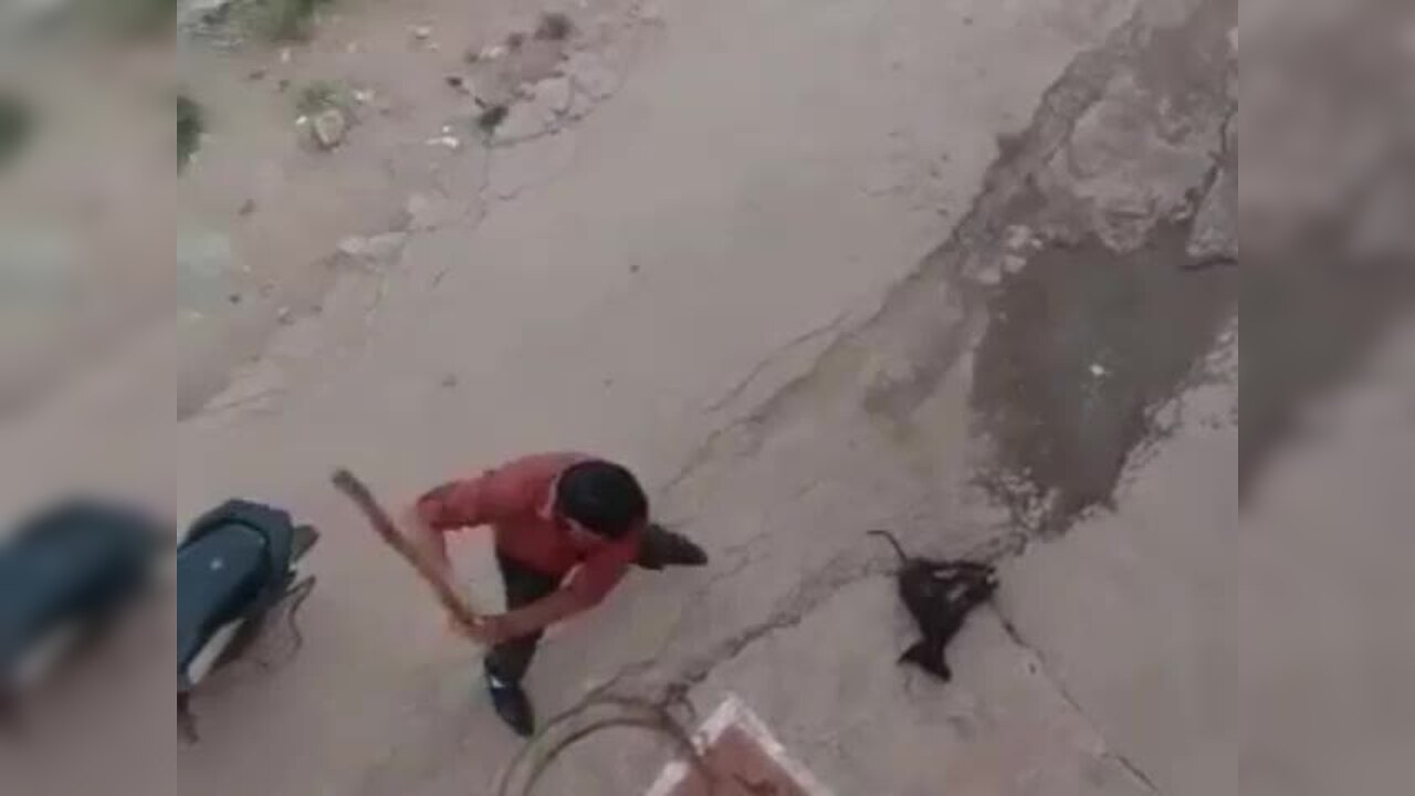 Puppy beaten to death in Madhya Pradesh's Gwalior