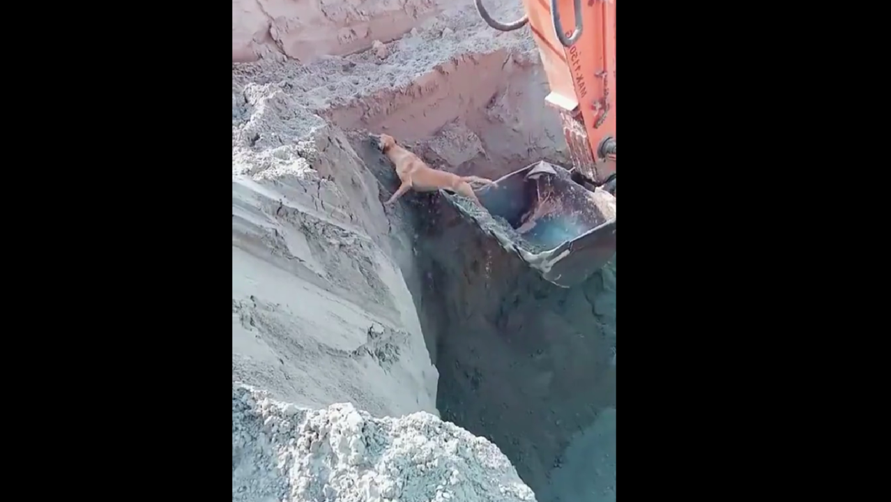 Dog struggling to come out of pit gets a lift from an excavator ...
