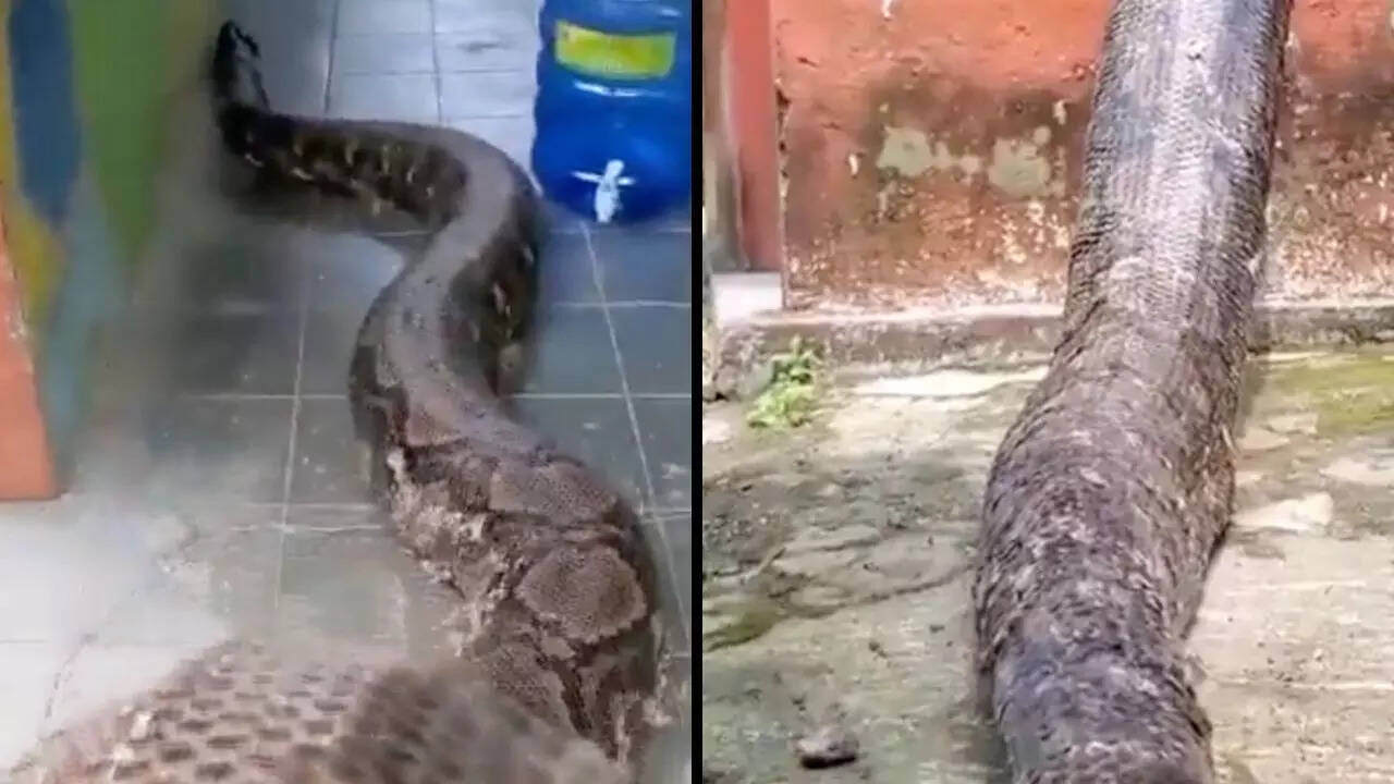 Viral video: World’s ‘longest snake’ slithers into house after beastly ...