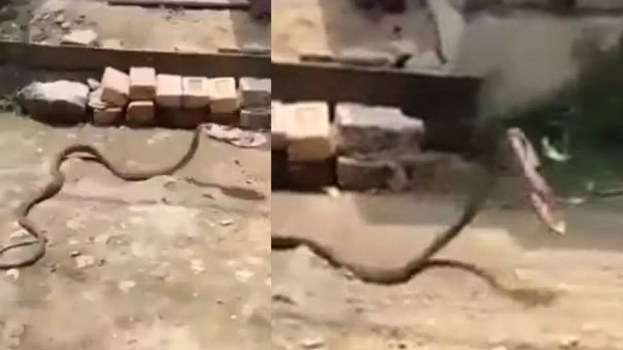 Viral video: Snake sneaks away with slipper thrown at it in hilarious ...