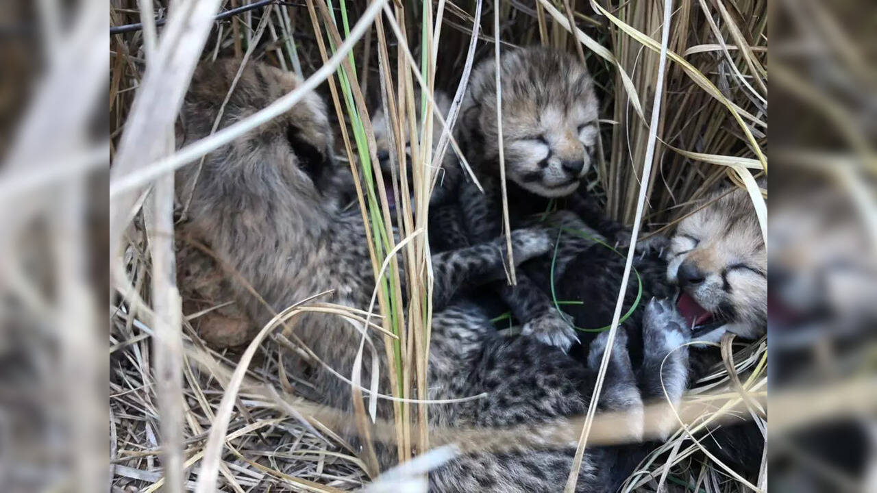 Four Healthy Cheetah Cubs Born In India After Decades, Clip From Kuno ...