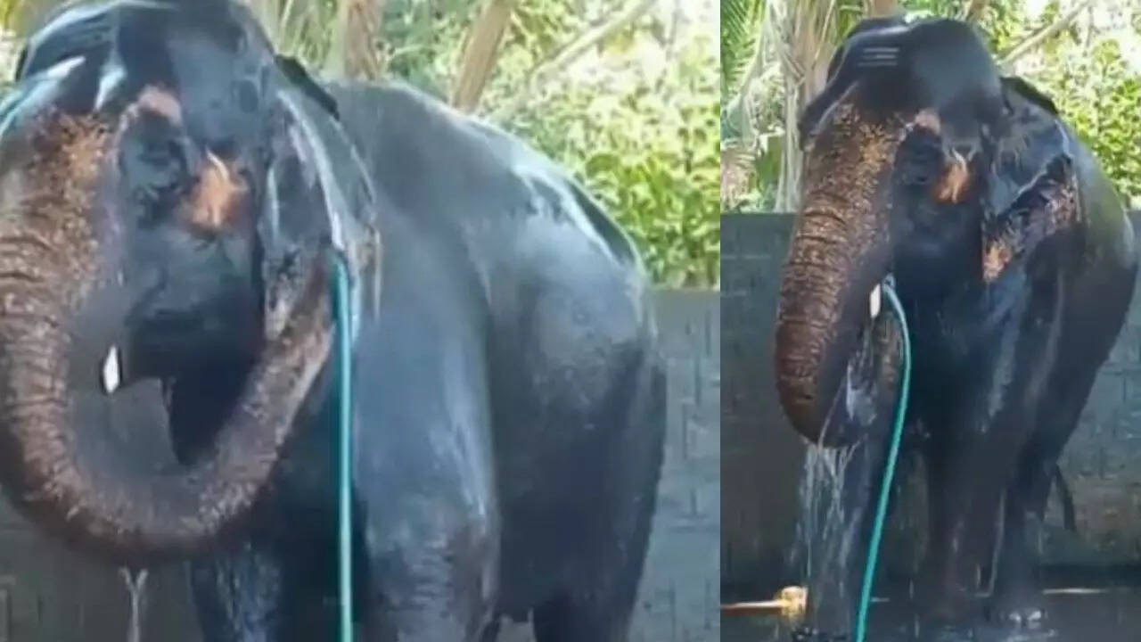 Viral Video | Elephant Takes A Shower With A Water Hose In Hilarious ...