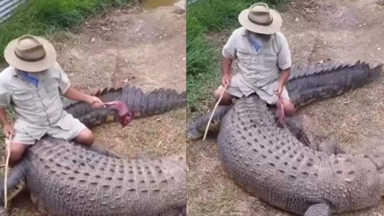 Viral Video Of Man Riding A Crocodile Like A Domestic Animal Shocks ...