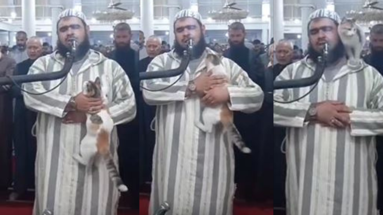 Viral Video | Cat Jumps On Imam Amid Ramzan Prayer Recital At Mosque ...
