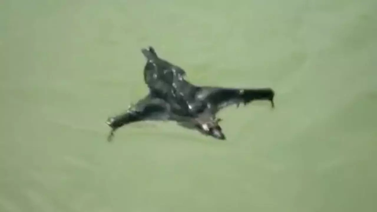 Viral video of bat swimming at Chandigarh’s Rock Garden makes a splash ...