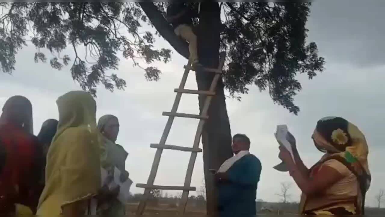 MP Panchayat Official Climbs Tree To Help Women Fill Forms Online Amid ...