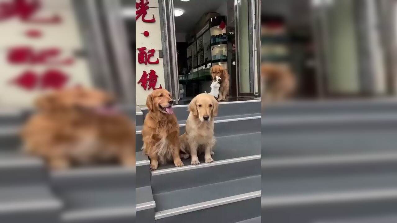 Viral video: Dog forces cat to join furry friends for group photo ...