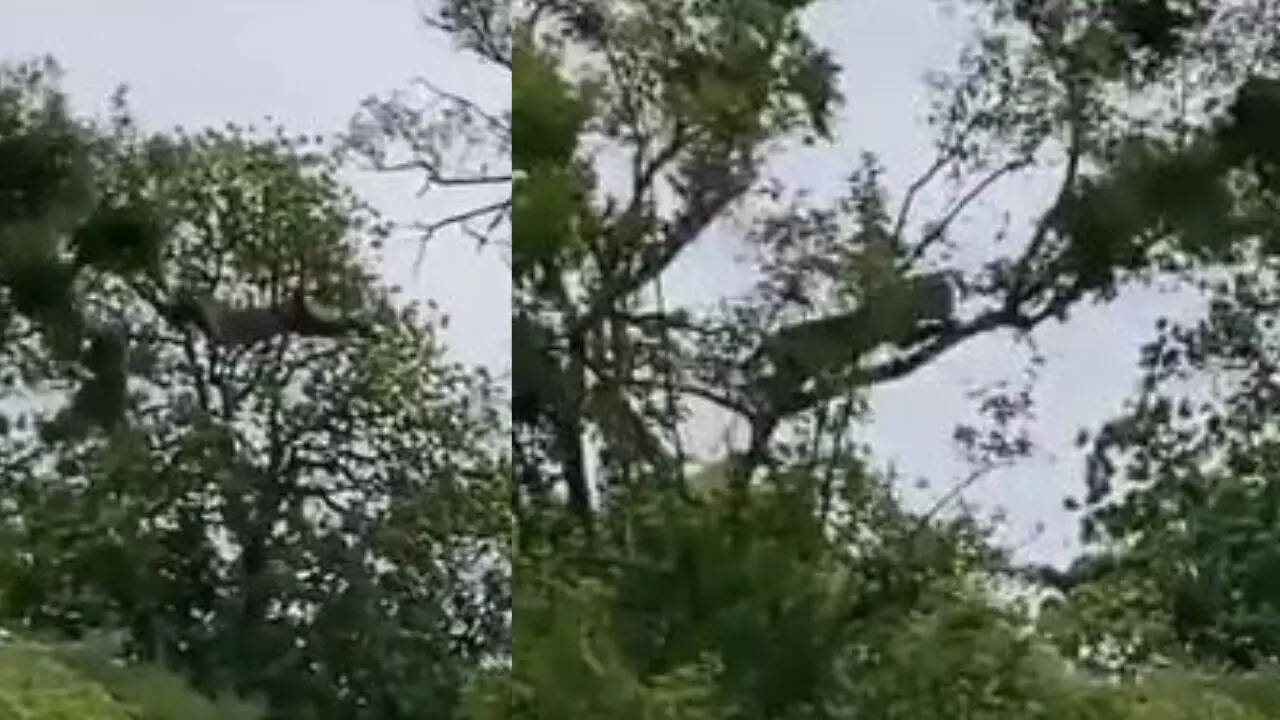 Viral! Leopard Jumping From Tree To Tree Chasing Prey In Viral Video Is ...