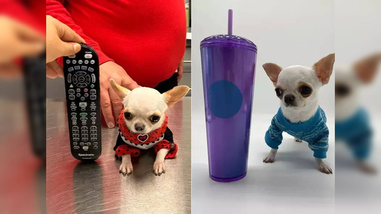 World's Shortest Dog 'Pearl' Is Tinier Than A TV Remote At 3.59 Inches ...