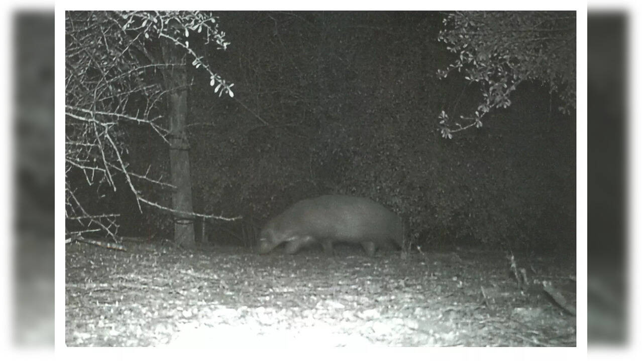 Park Officials Bamboozled By 'Mystery Animal' Caught On Camera; Turn To ...