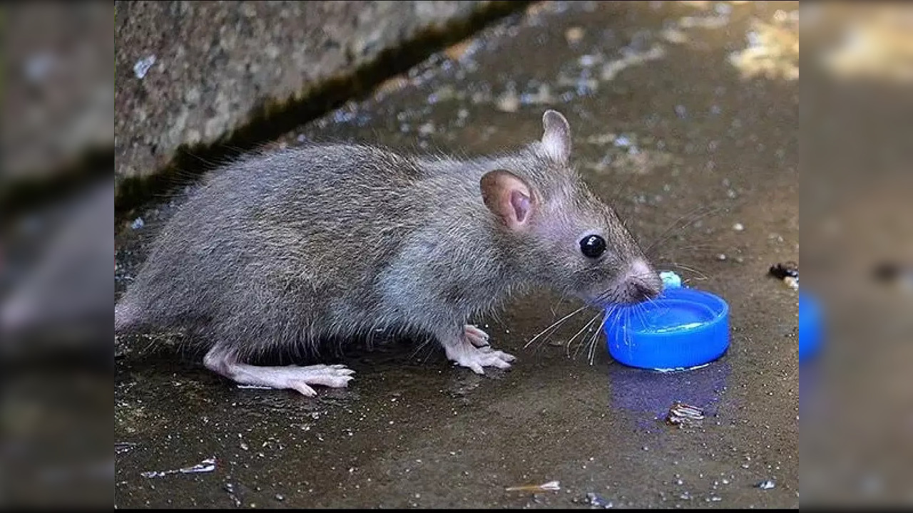 UP Police File 30-Page Chargesheet Against Youth Accused Of Brutally ...