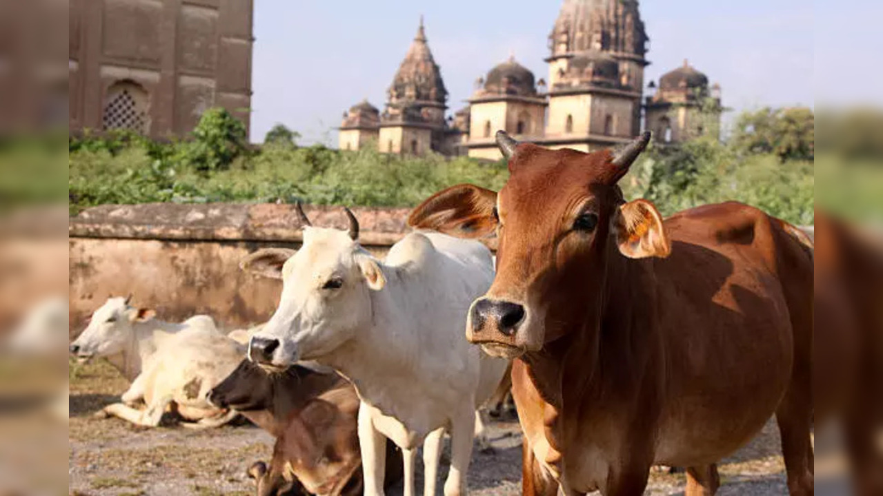 Beware! Cow Urine Is Extremely Unhealthy For Human Consumption ...