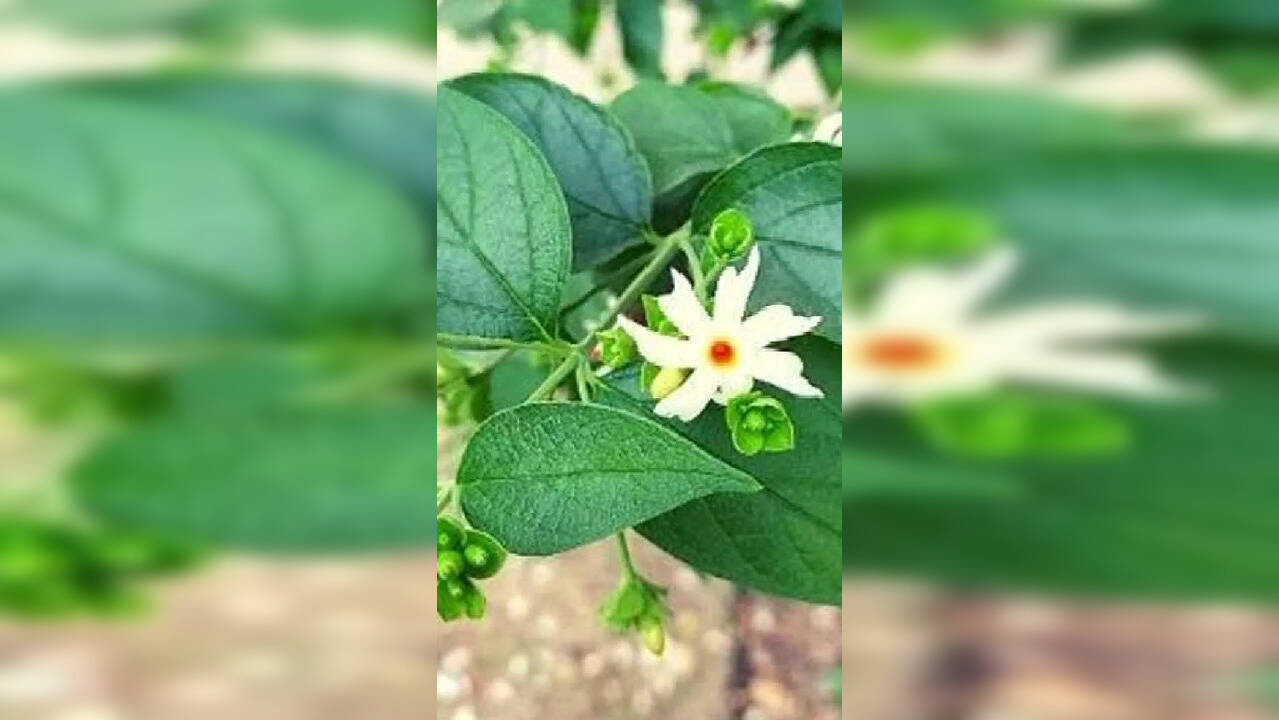 अडुळशाच्या पानांचे सेवन करण्याचे आहेत हे फायदे