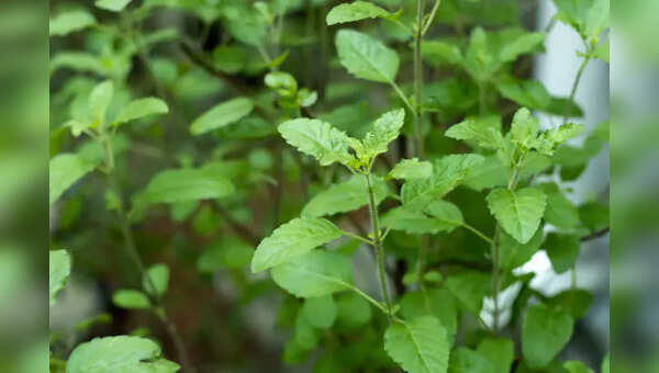 Difference between Rama and Shyama Tulsi, planting which Tulsi in the ...