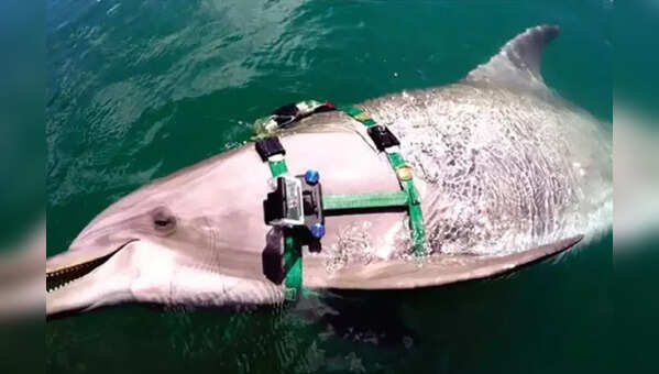 Dolphin Eats Eight Venomous Sea Snakes; GoPro Footage Leaves Scientists ...