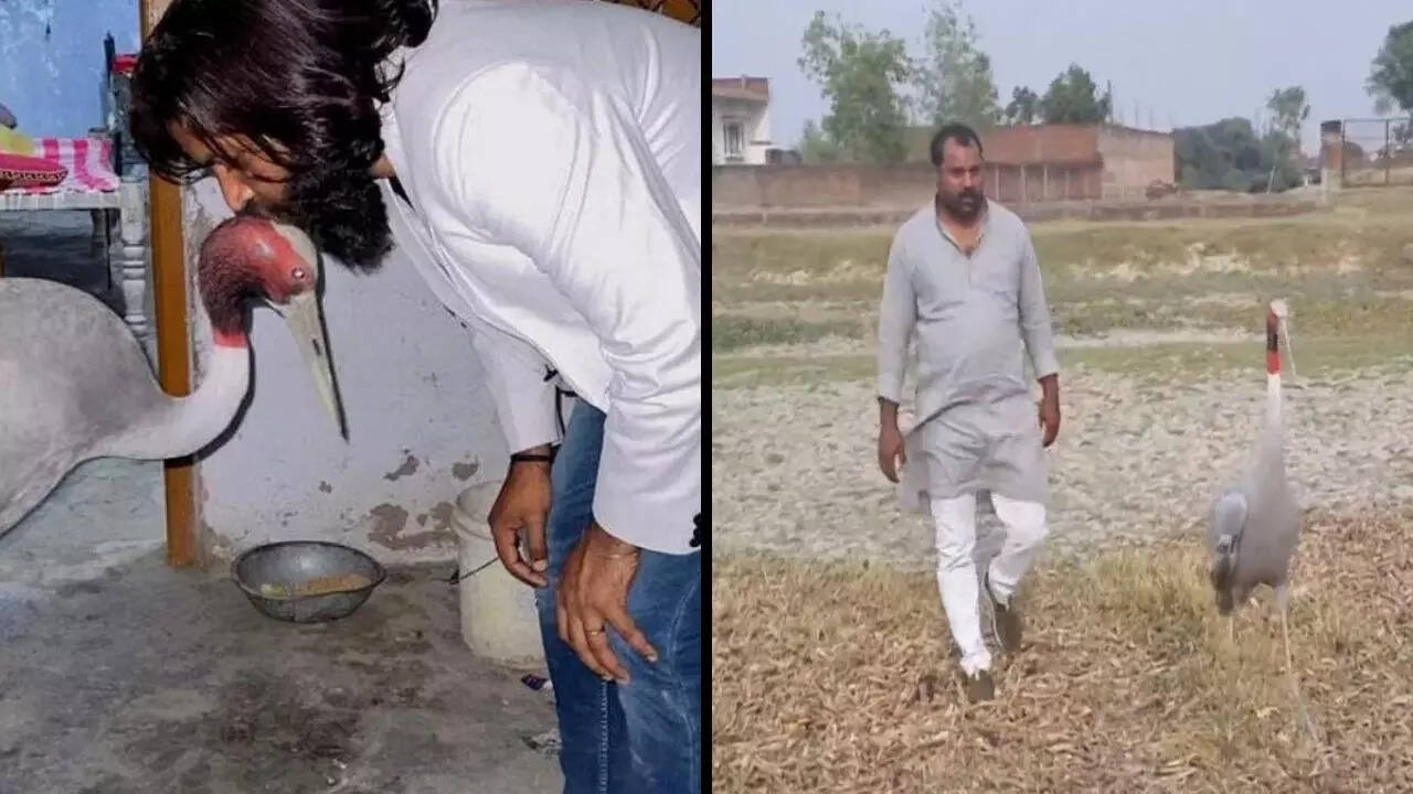 After Arif Khan-Sarus Saga, Another UP Man’s ‘Friendship’ With Crane ...
