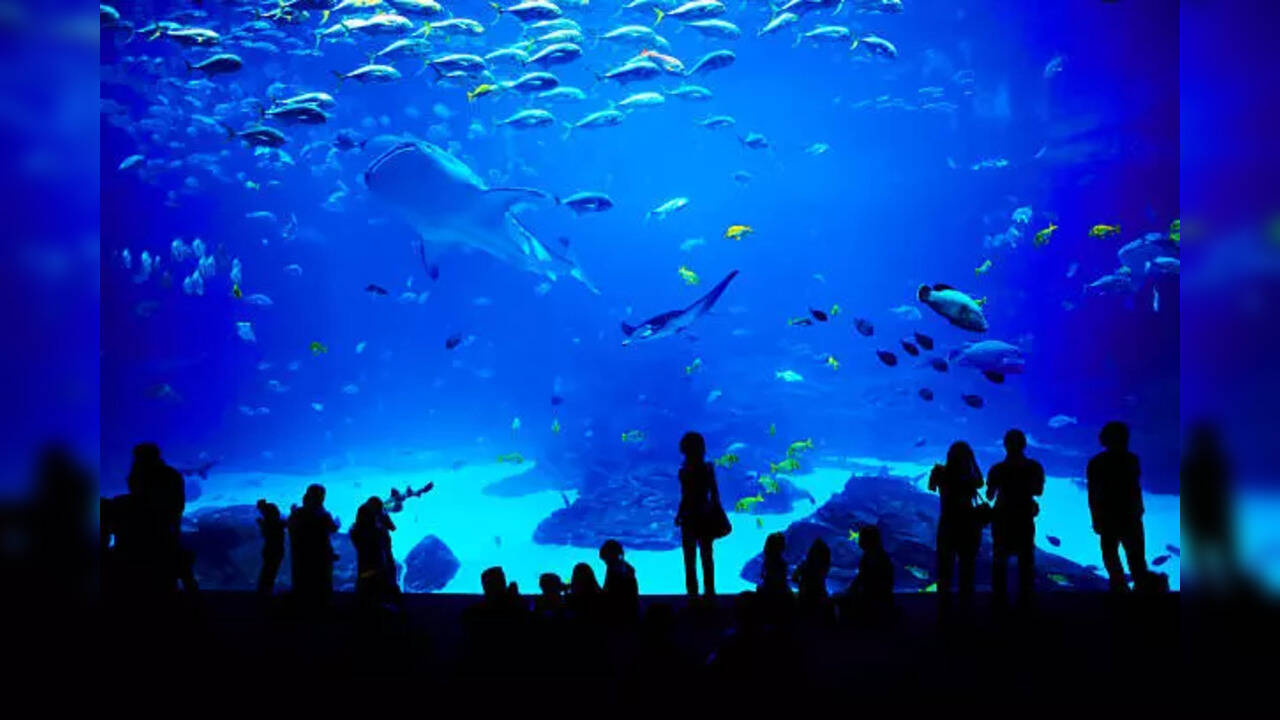 Underwater Aquarium Expo in Hyderabad With 180 Degrees of Vibrant ...