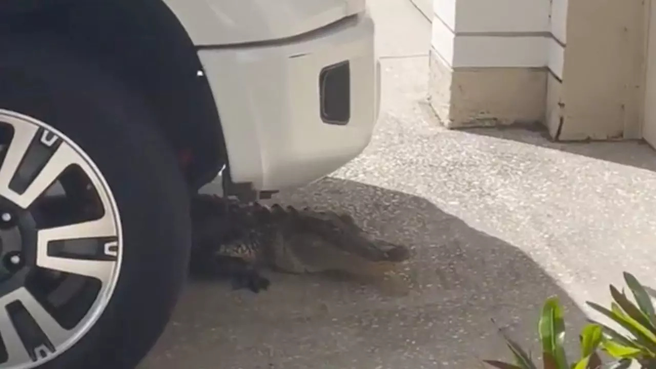 Viral Video: Florida Man Finds 7-Foot Alligator Under His Pickup Truck ...