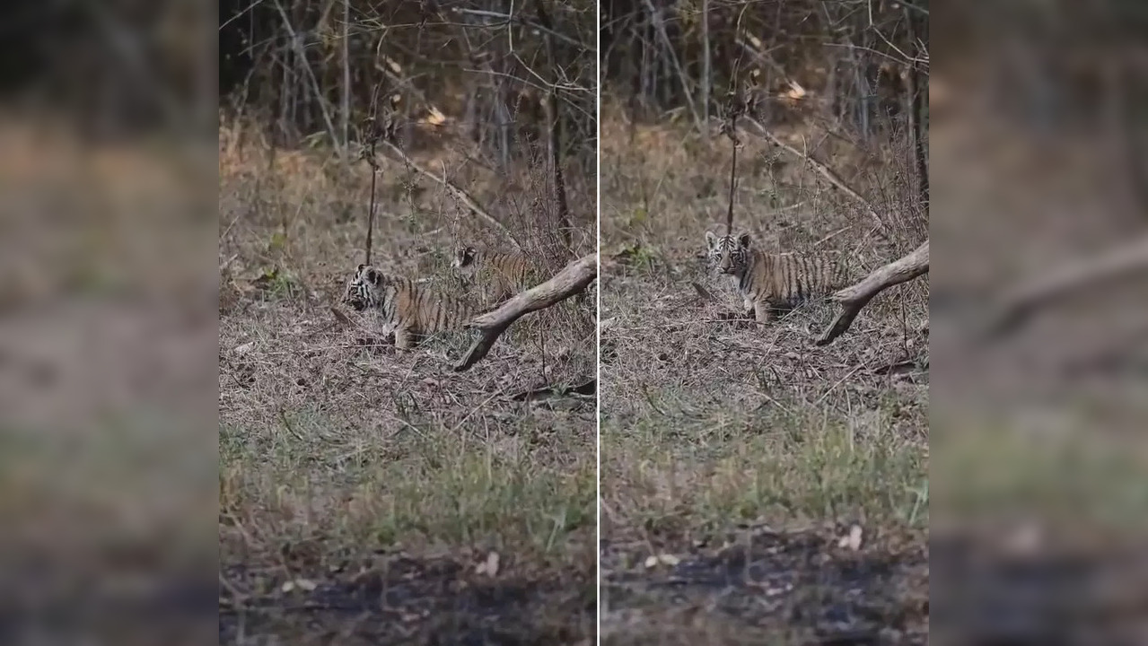 EXCLUSIVE | Big Cat Spotter Anurag Gawande Captures Another Gem - Tiger Cubs Calling Out To ...