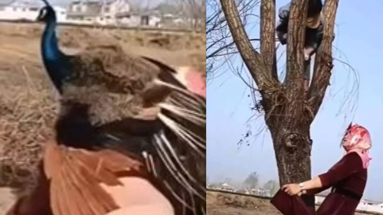 Viral! Peacock Mercilessly Attacks Women Stealing Its Eggs In Frightening Viral Clip | Times Now