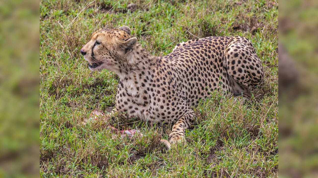 Cheetahs Brought From Namibia Get New Names: Here Is The List-WATCH ...