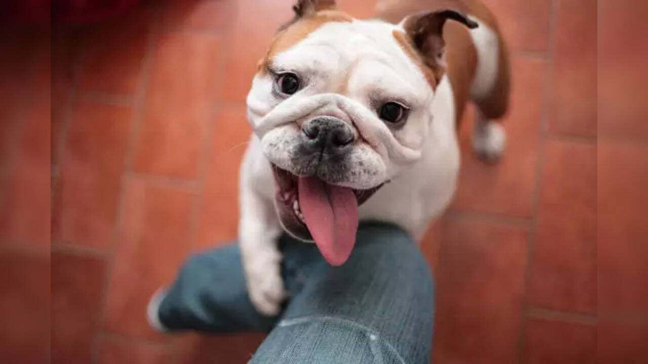 Bulldog Chews Off The Toe Of Its Owner; Patient Says He Felt Nothing ...