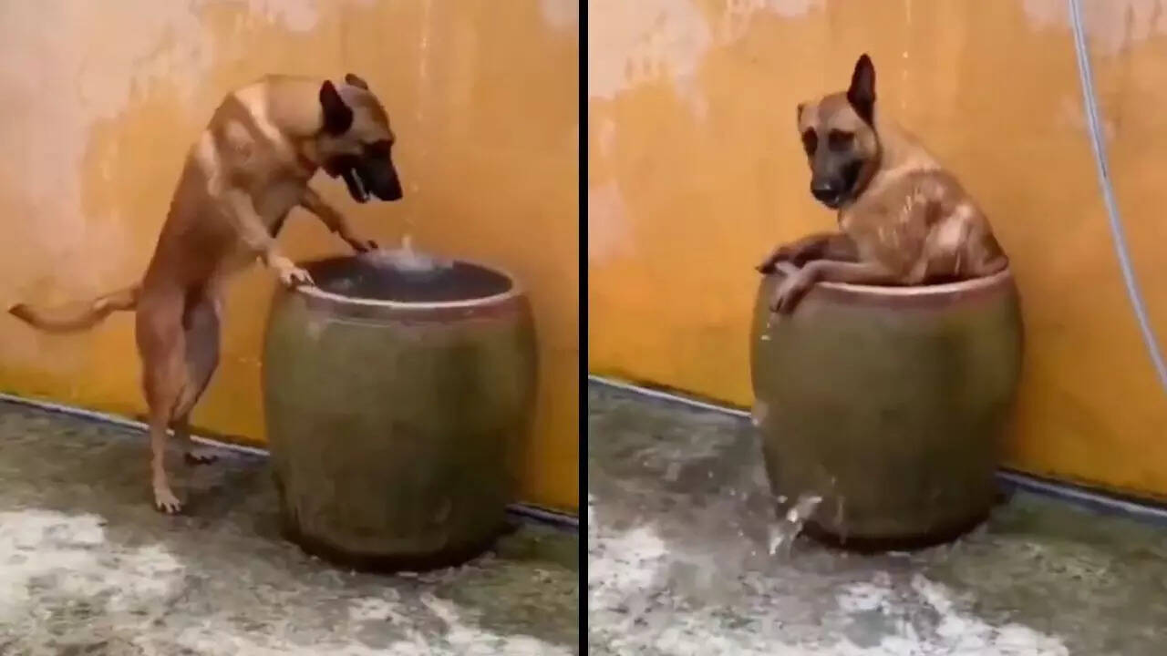 Viral Video of Dog Taking Bath Sends Wholesome Ripples Across Internet ...