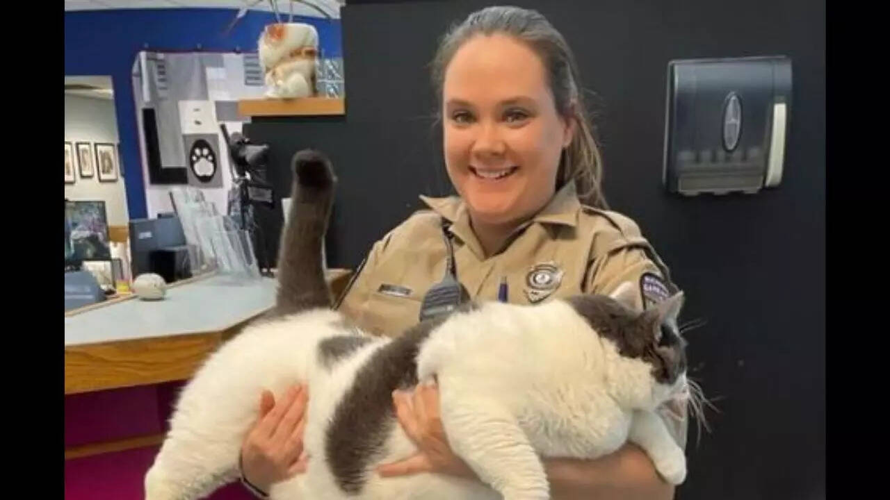 'Largest Cat Anyone Has Ever Seen' Adopted After Quirky Ad Goes Viral ...