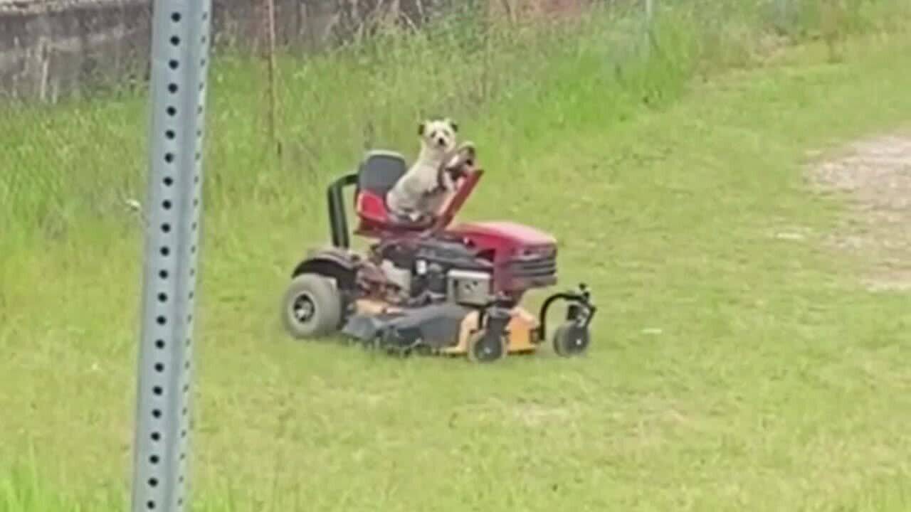 Viral Video: Man Films Dog Cutting Grass on Lawnmower, Thinks He’s ...