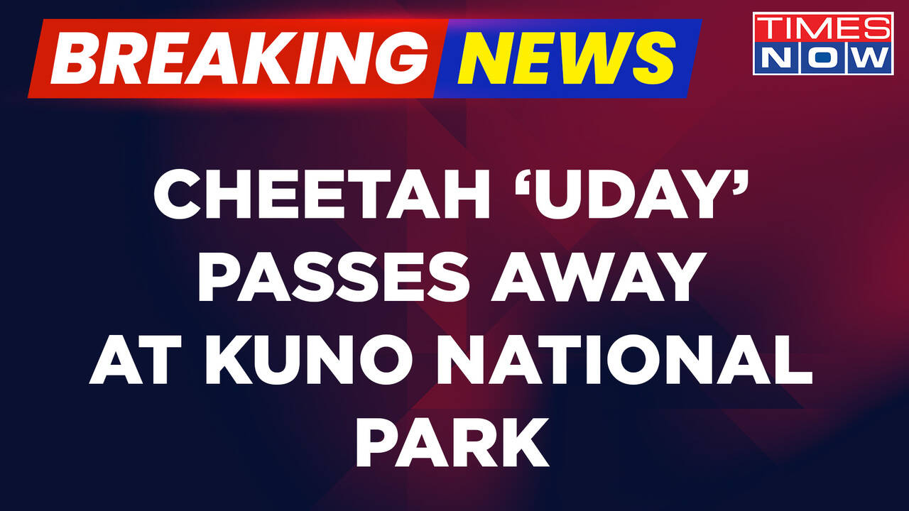 Breaking News | Cheetah 'Uday' Dies In Kuno National Park | Second Big ...
