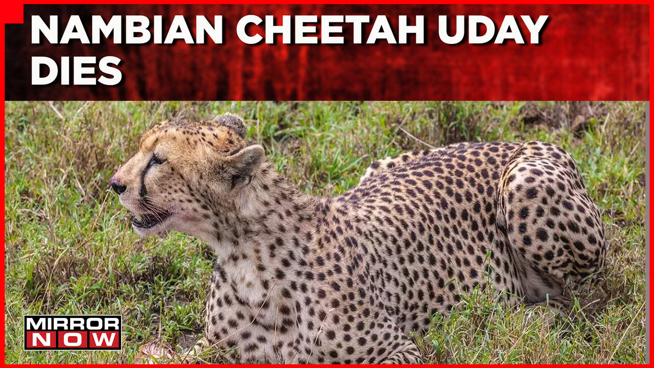 Second Cheetah Death In One Month In Kuno National Park, Madhya Pradesh ...