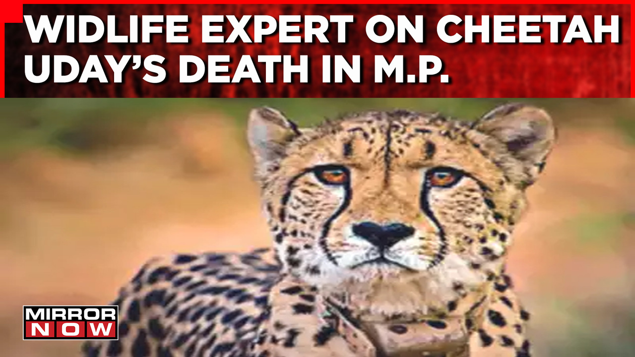 6-Year-Old Cheetah 'Uday' Passes Away In Kuno National Park | Wildlife ...