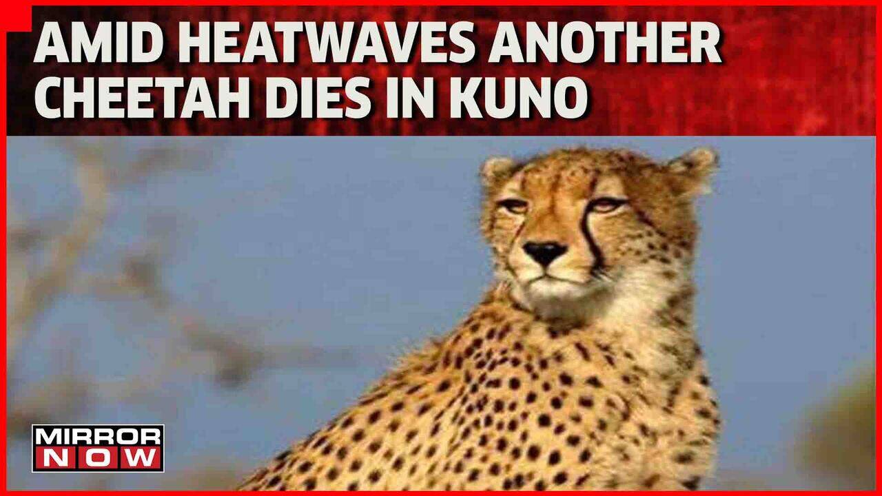 'Cheetahs Have A High Mortality Rate', Senior Officials After Second ...